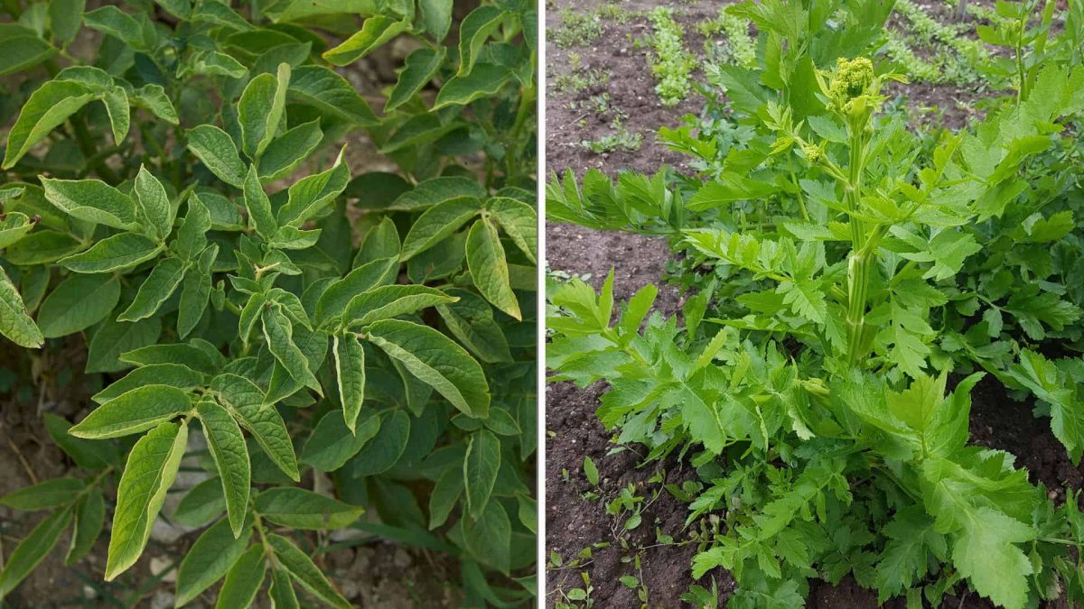 A List Of 27 Delicious Vegetables Grown Under The Ground