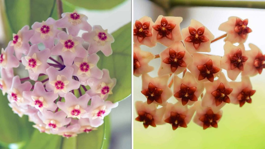 A List Of 30 Mesmerizing & Beginner-friendly Hoya Varieties