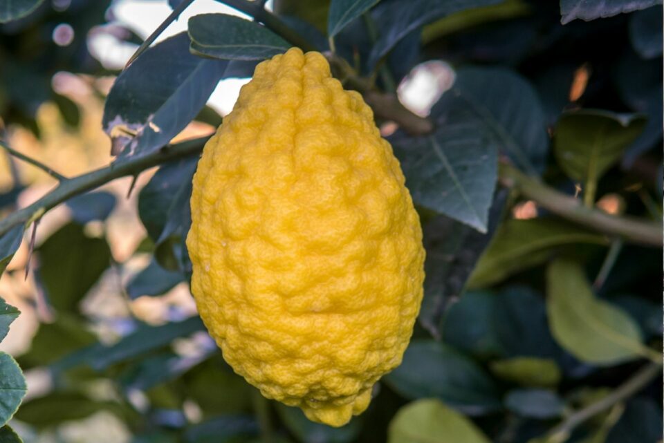 31 Best Lemon Varieties To Add To Your Orchard