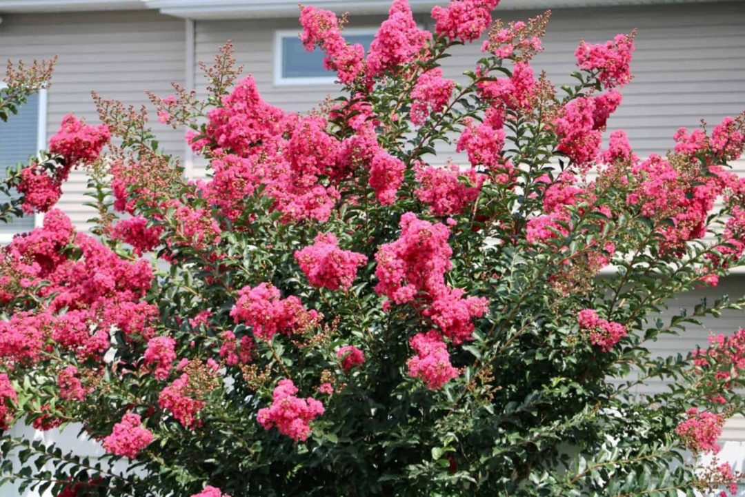 Best Time To Transplant Crepe Myrtle And Signs It’s Time To Do It