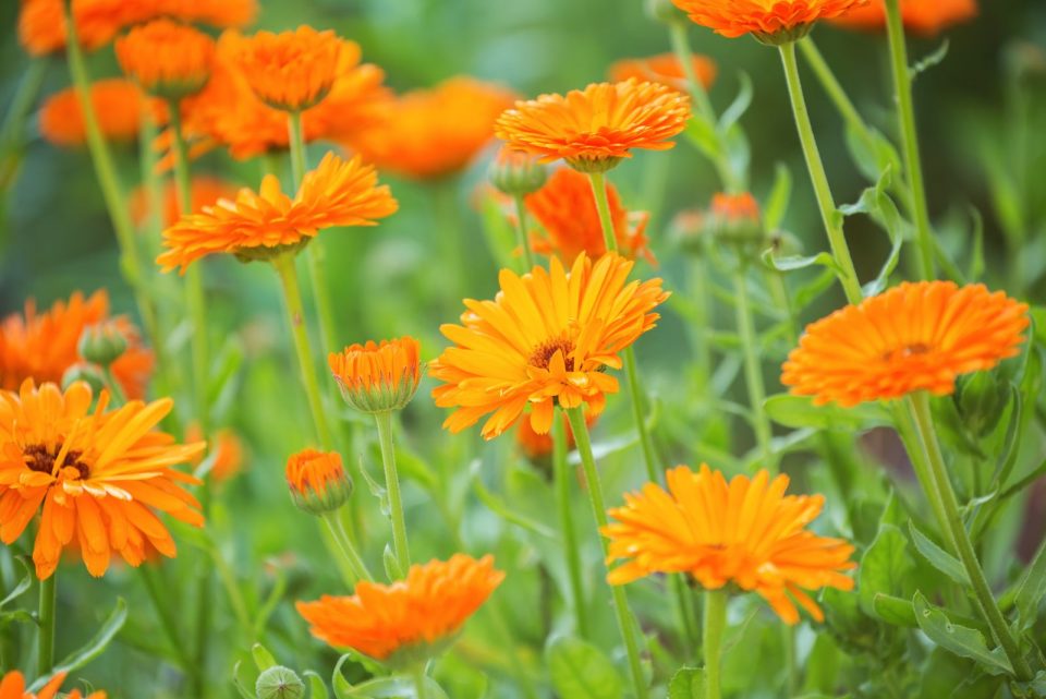 25 Best Self-seeding Plants That Will Keep Coming Back