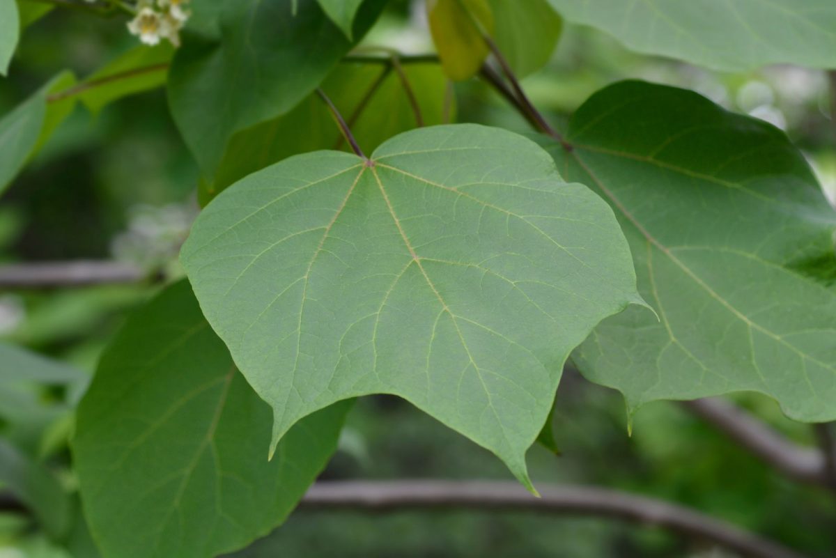 10 Mesmerizing Trees With Heart-shaped Leaves
