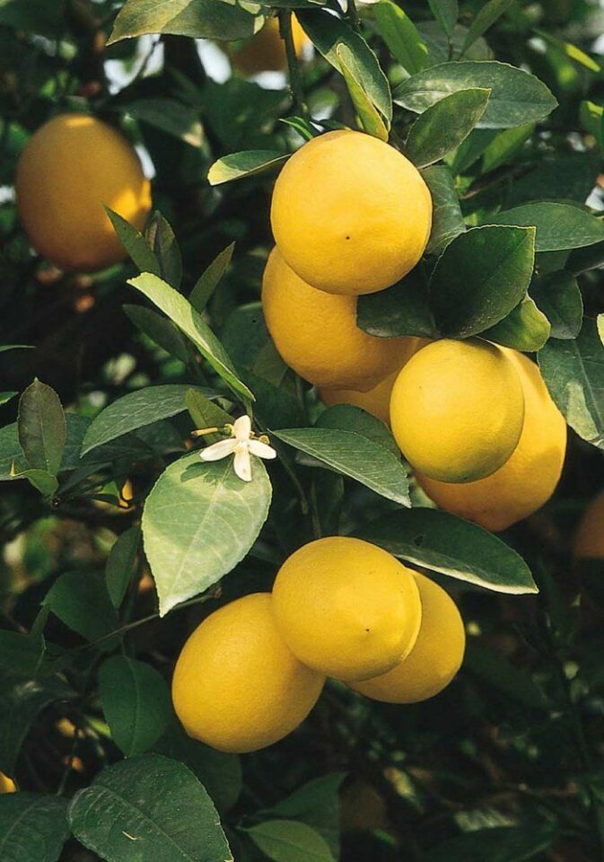 31 Best Lemon Varieties To Add To Your Orchard