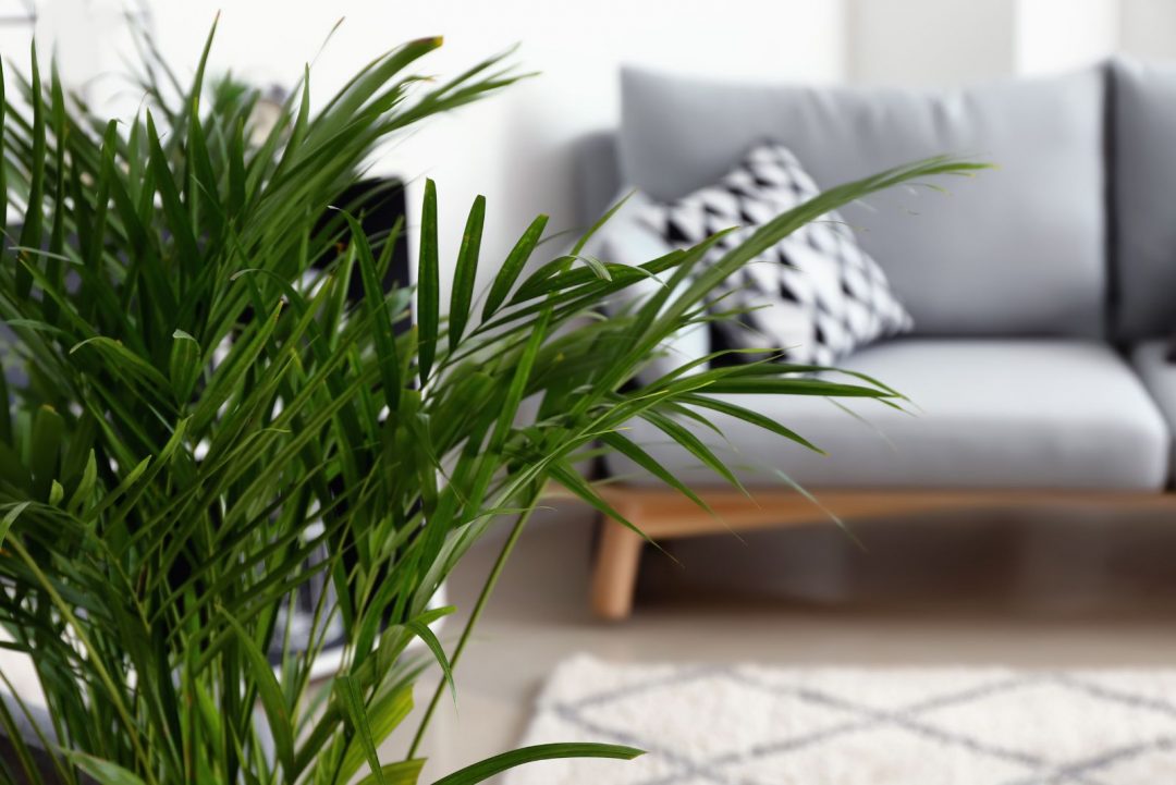 25 Best Types Of Indoor Palm Trees To Improve Your Decor