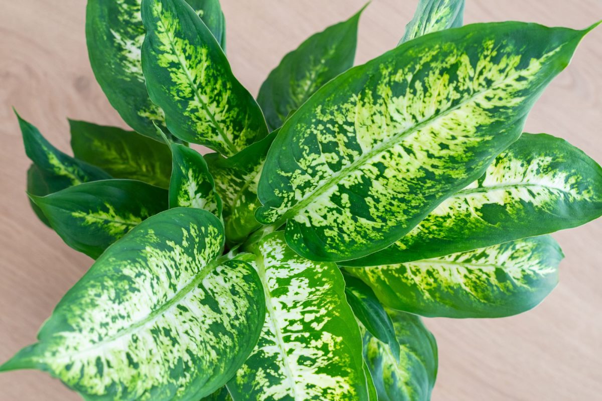 30 Captivating Dieffenbachia Varieties + Tips For Growing Them