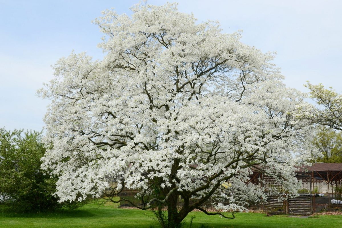 25 Spiritual Trees And What They Symbolize Around The World