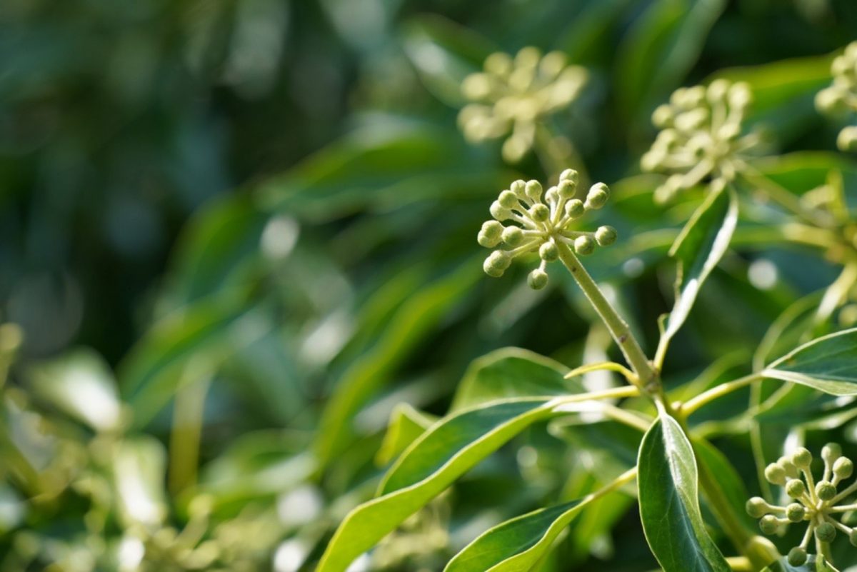 Meet 19 Spiritual Plants That Can Remove Negative Energy