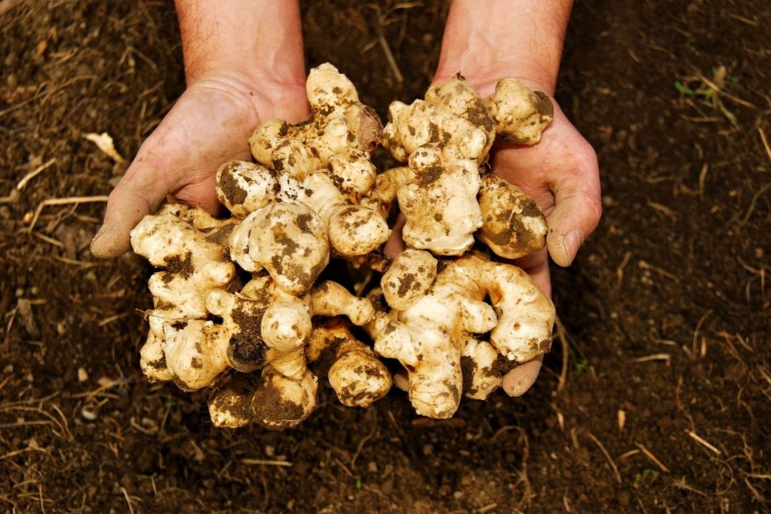 A List Of 27 Delicious Vegetables Grown Under The Ground