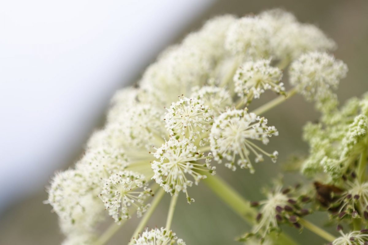 25 Best Self-seeding Plants That Will Keep Coming Back
