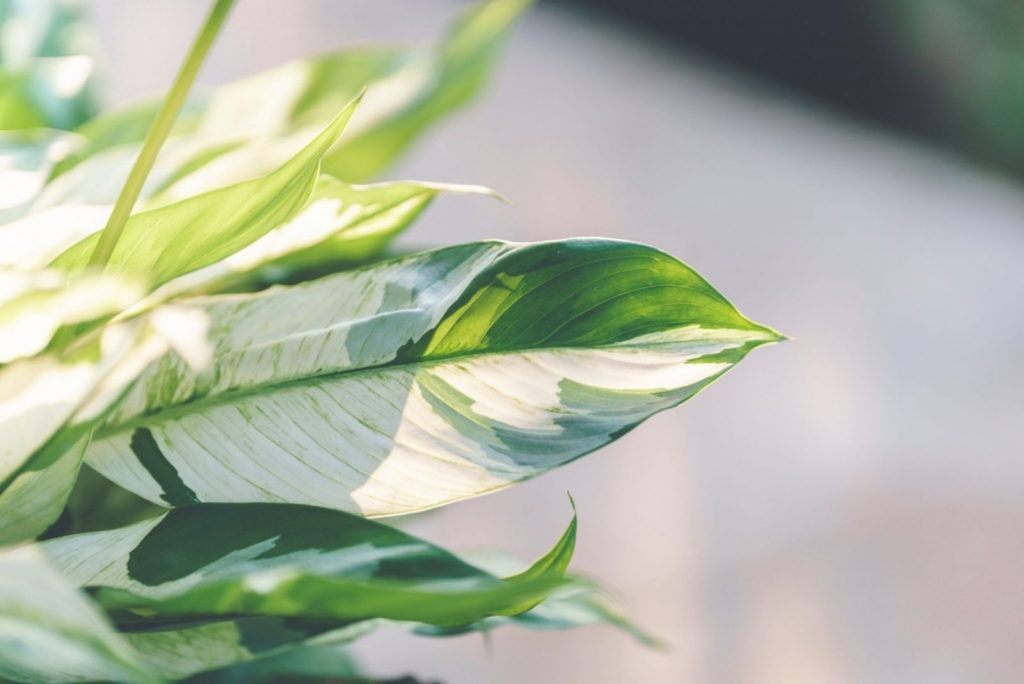 30 Stunning Peace Lily Varieties + Tips For Growing Them