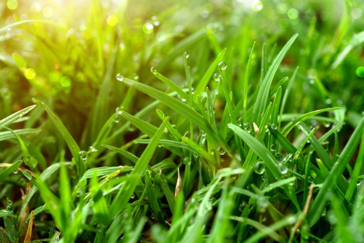 Does Grass Produce Oxygen & Actually Help The Environment?