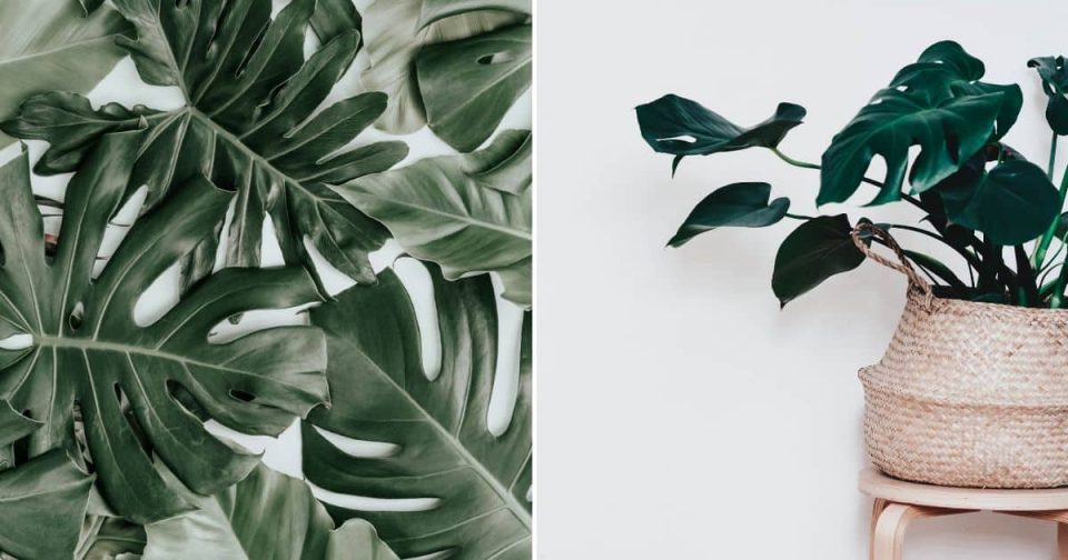 How To Propagate Swiss Cheese Plant (Adansonii Species)