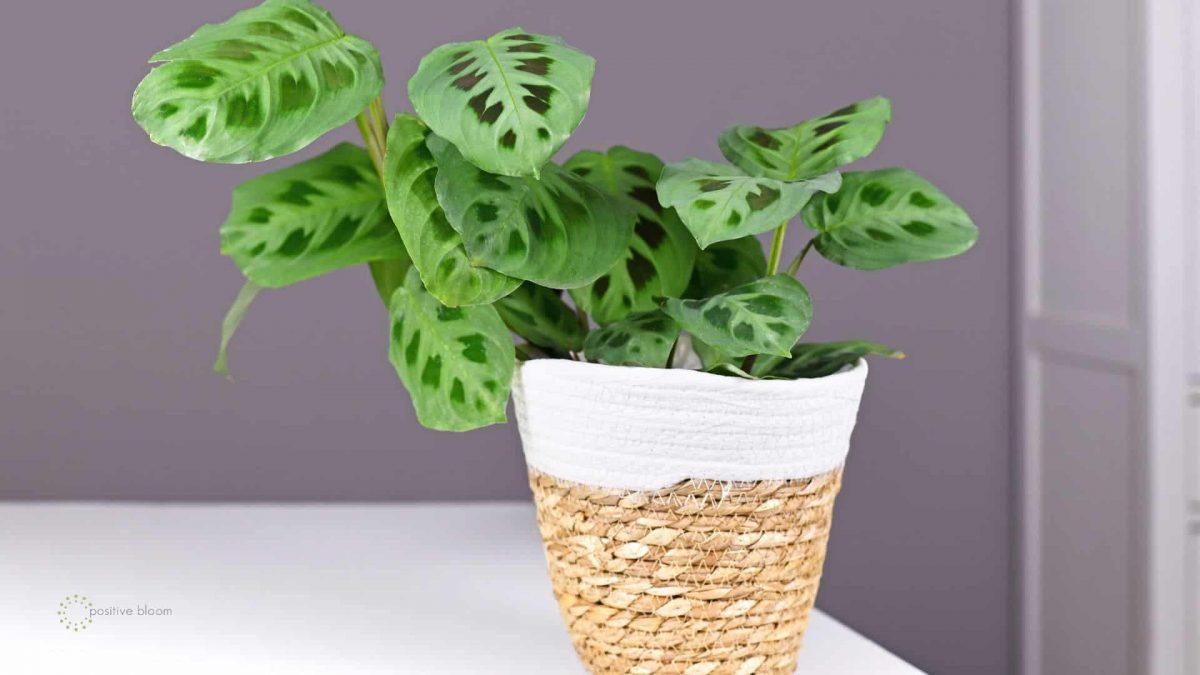 How To Take Care Of The Rare Maranta Leuconeura Kerchoveana