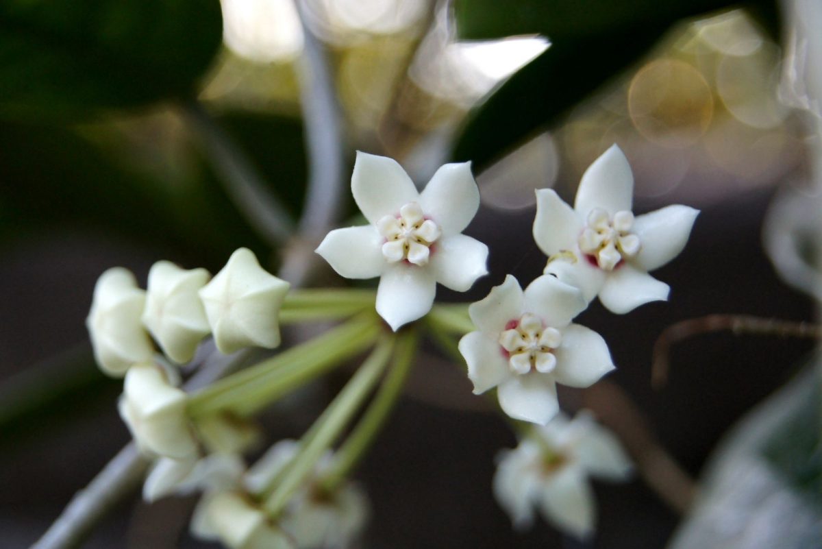 A List Of 30 Mesmerizing & Beginner-friendly Hoya Varieties