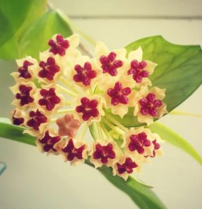 A List Of 30 Mesmerizing & Beginner-friendly Hoya Varieties