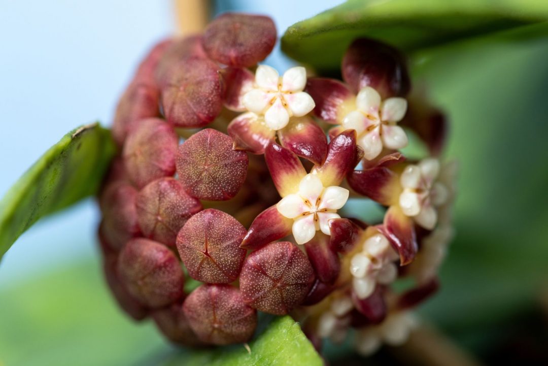A List Of 30 Mesmerizing & Beginner-friendly Hoya Varieties