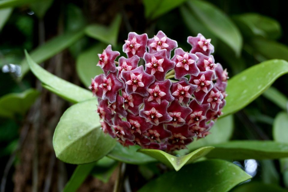 A List Of 30 Mesmerizing & Beginner-friendly Hoya Varieties