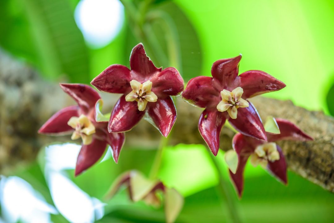 A List Of 30 Mesmerizing & Beginner-friendly Hoya Varieties