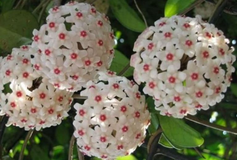 A List Of 30 Mesmerizing & Beginner-friendly Hoya Varieties