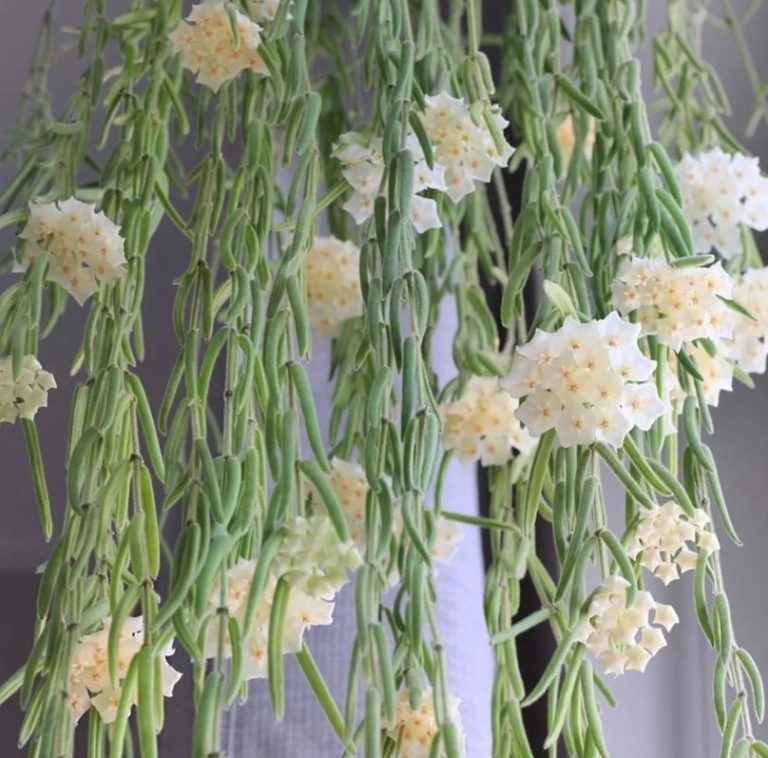 A List Of 30 Mesmerizing & Beginner-friendly Hoya Varieties