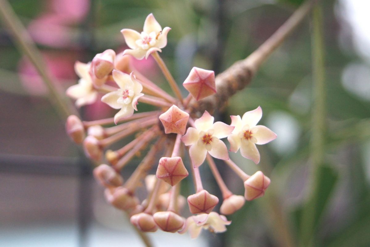 A List Of 30 Mesmerizing & Beginner-friendly Hoya Varieties