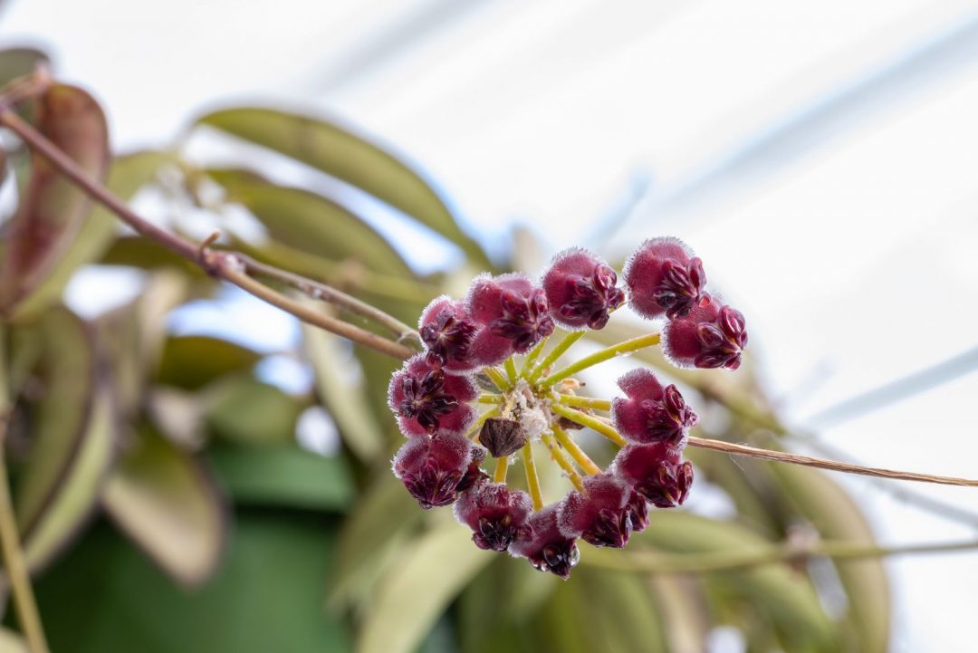 A List Of 30 Mesmerizing & Beginner-friendly Hoya Varieties