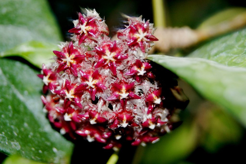A List Of 30 Mesmerizing & Beginner-friendly Hoya Varieties
