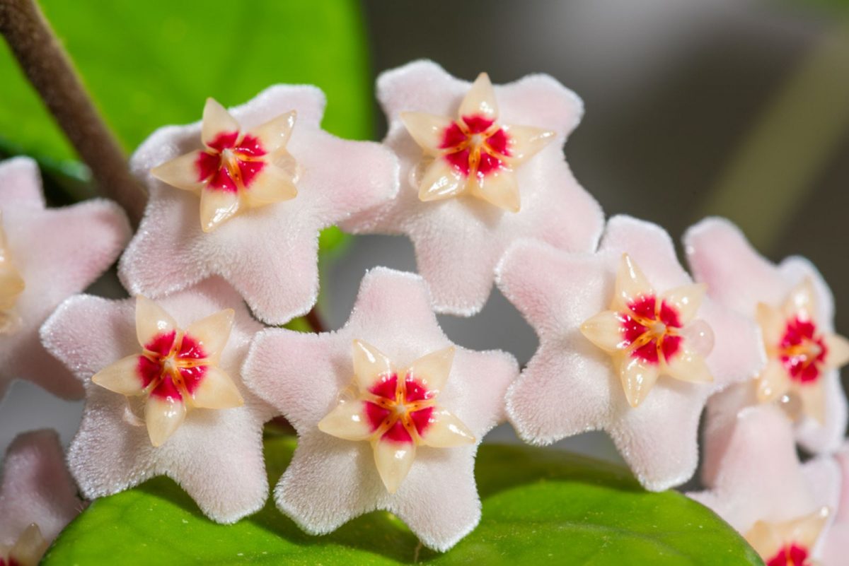 A List Of 30 Mesmerizing & Beginner-friendly Hoya Varieties