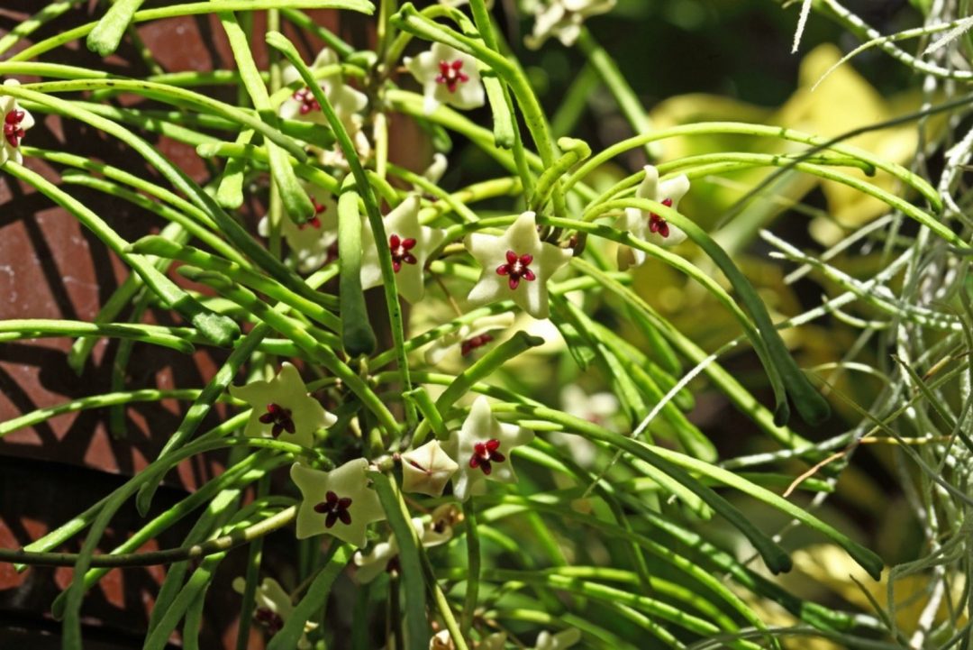 A List Of 30 Mesmerizing & Beginner-friendly Hoya Varieties