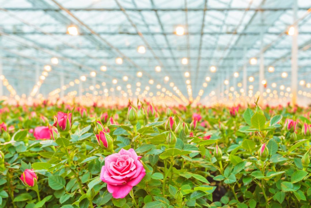 12 Interesting Facts About Roses That Will Blow Your Mind