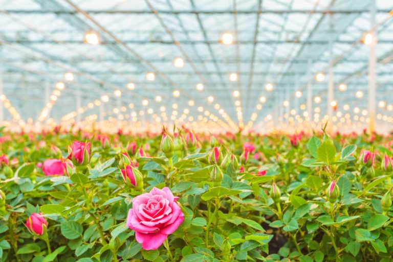 12 Interesting Facts About Roses That Will Blow Your Mind