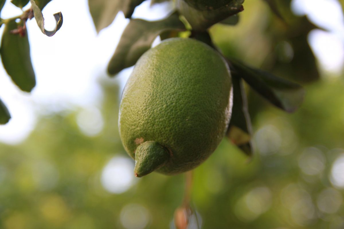 31 Best Lemon Varieties To Add To Your Orchard