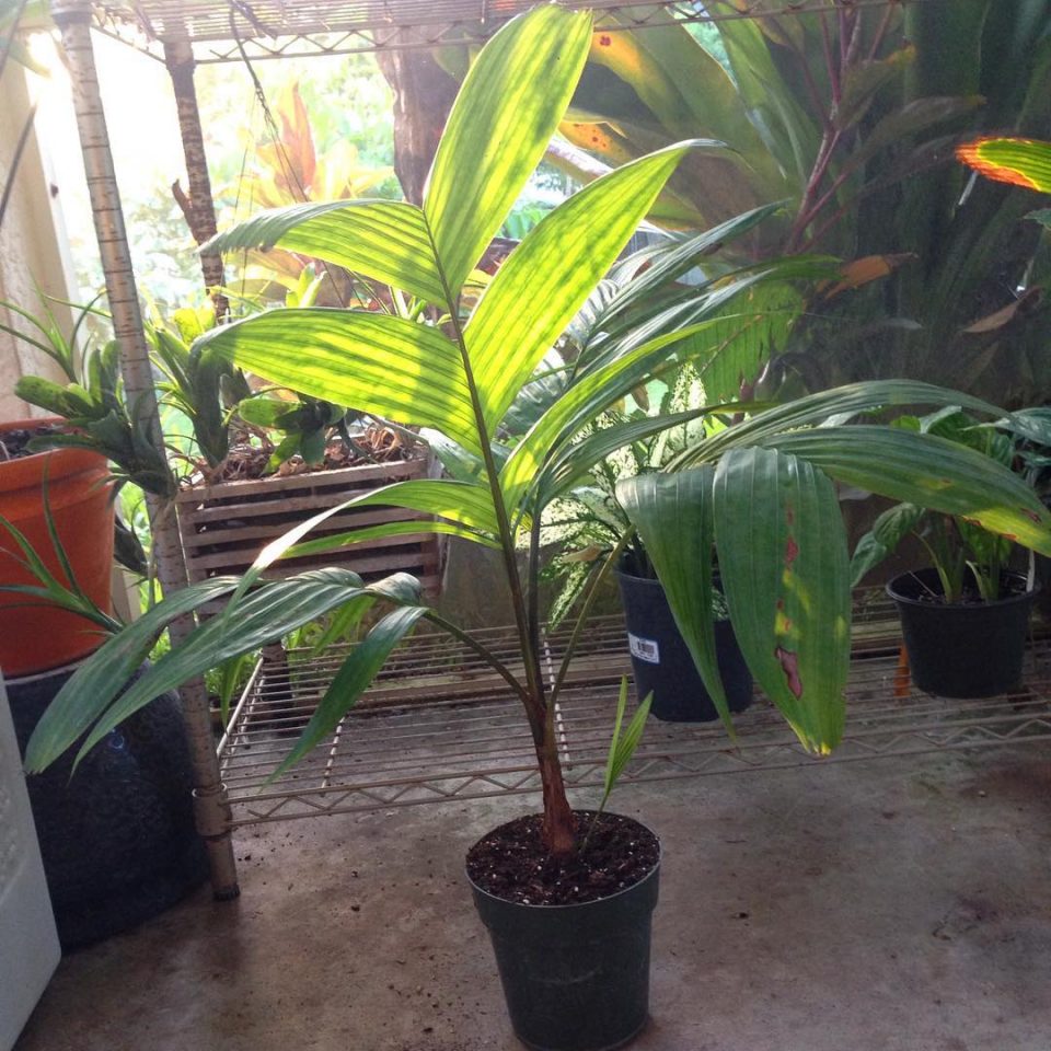 25 Best Types Of Indoor Palm Trees To Improve Your Decor