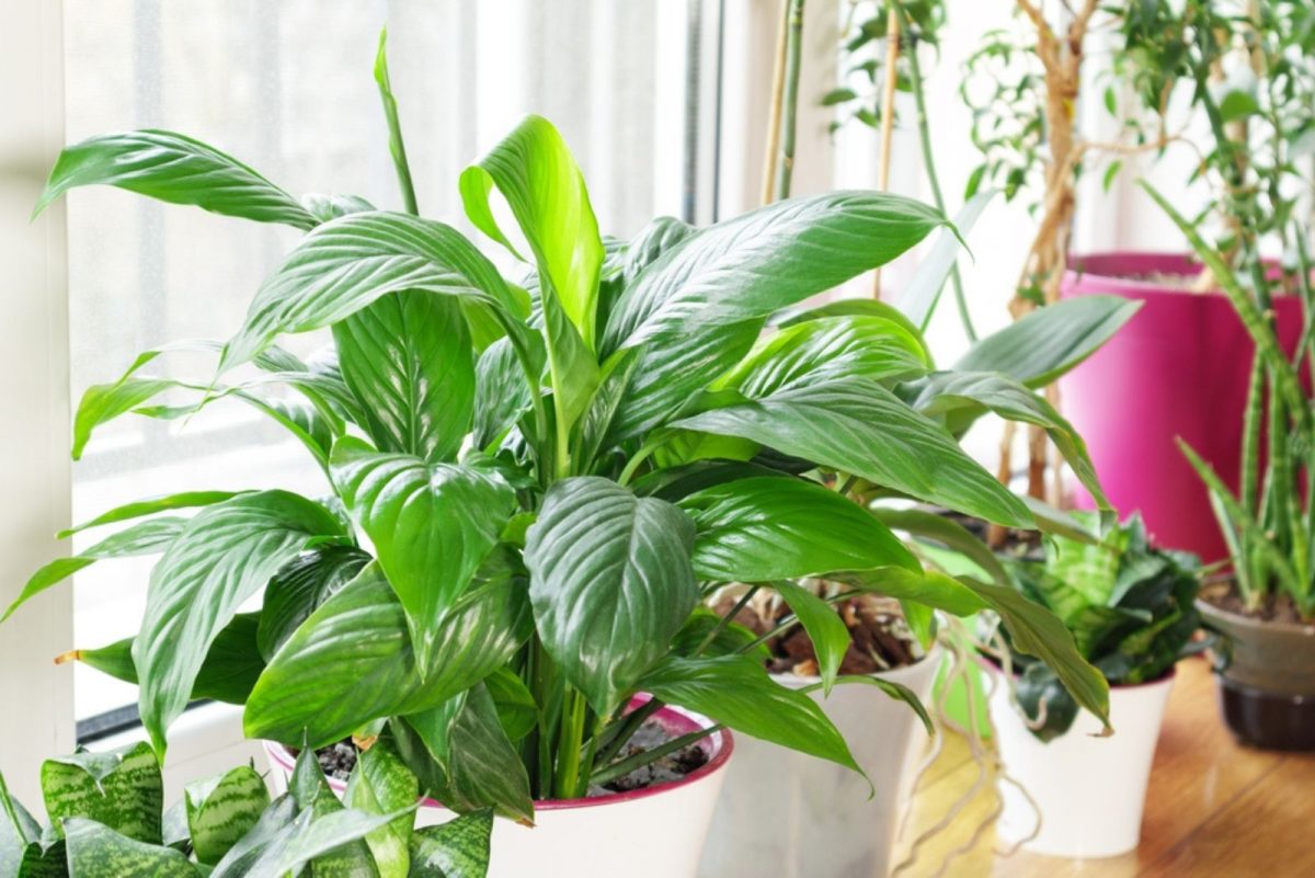 30 Stunning Peace Lily Varieties + Tips For Growing Them