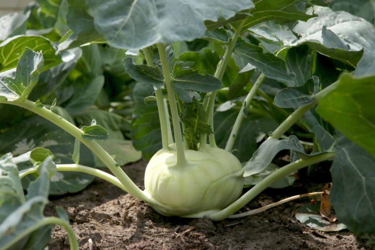 A List Of 27 Delicious Vegetables Grown Under The Ground