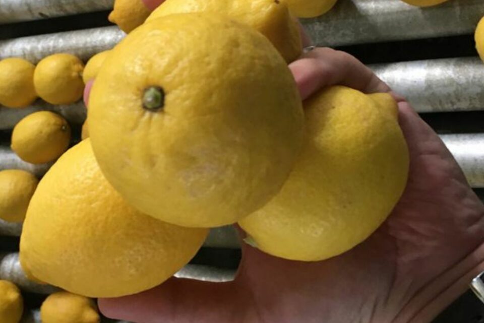 31 Best Lemon Varieties To Add To Your Orchard