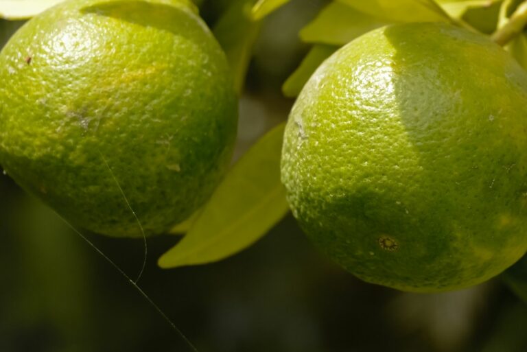 31 Best Lemon Varieties To Add To Your Orchard