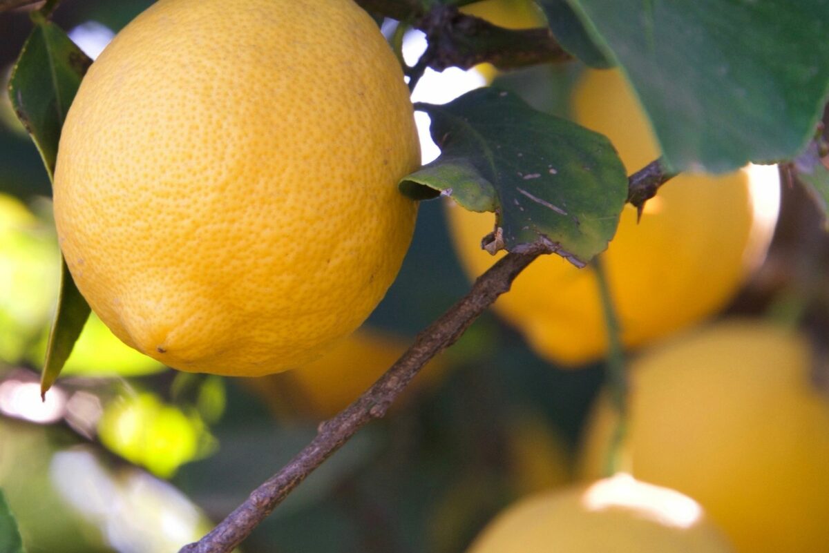 31 Best Lemon Varieties To Add To Your Orchard
