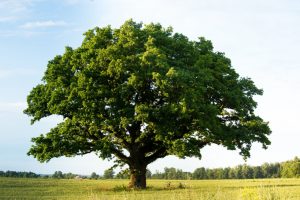 25 Spiritual Trees And What They Symbolize Around The World