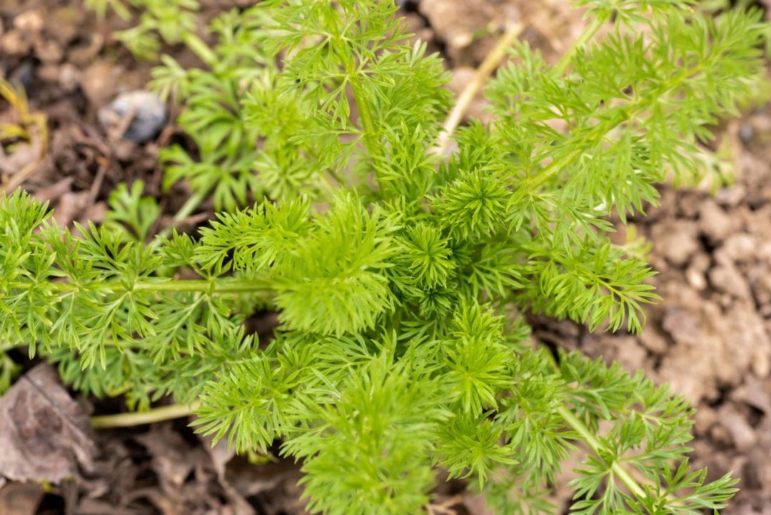 25 Best Self-seeding Plants That Will Keep Coming Back