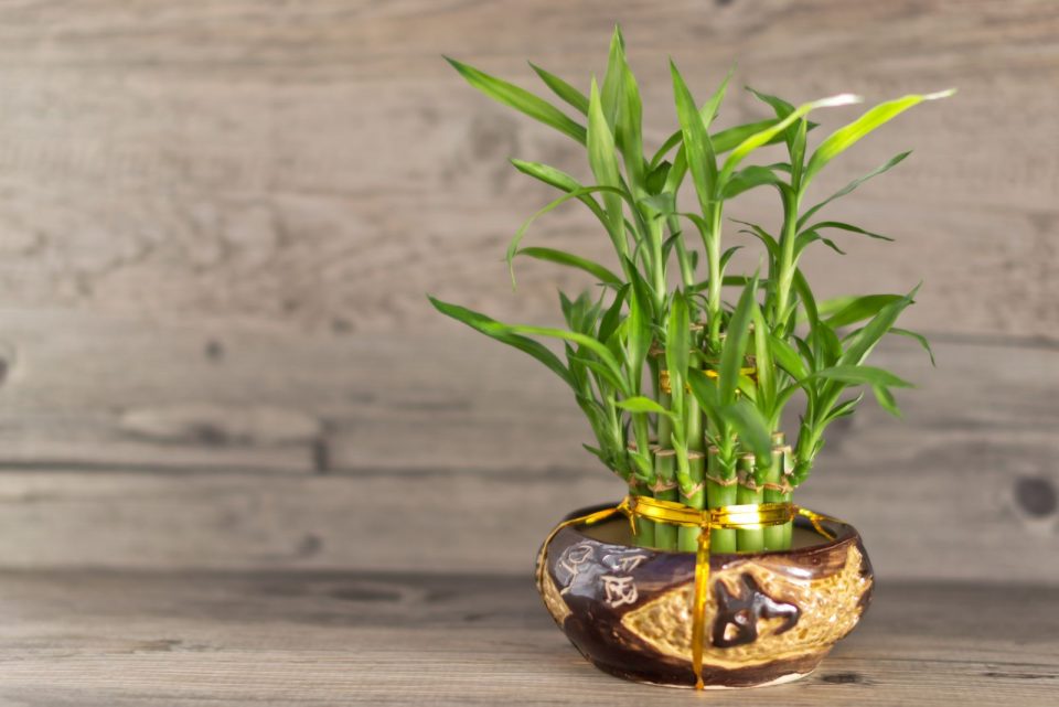 Meet 19 Spiritual Plants That Can Remove Negative Energy