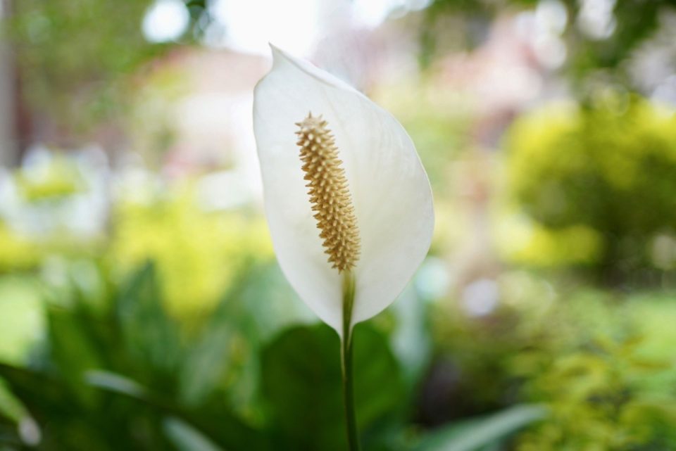 30 Stunning Peace Lily Varieties + Tips For Growing Them