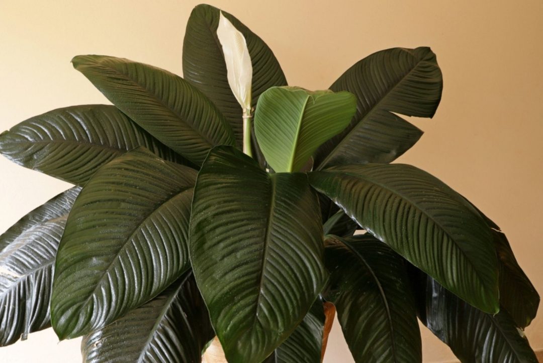 30 Stunning Peace Lily Varieties + Tips For Growing Them