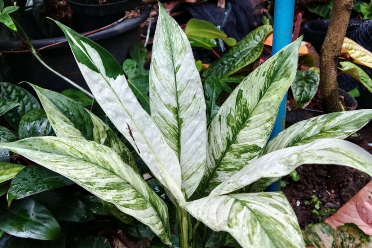 30 Stunning Peace Lily Varieties + Tips For Growing Them