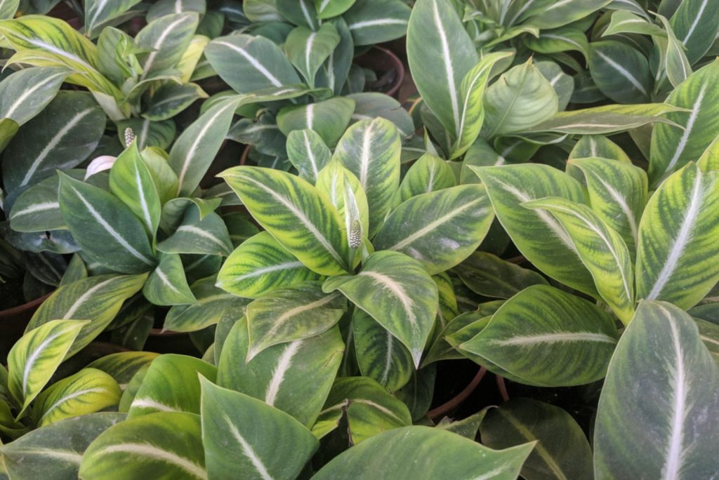 30 Stunning Peace Lily Varieties + Tips For Growing Them