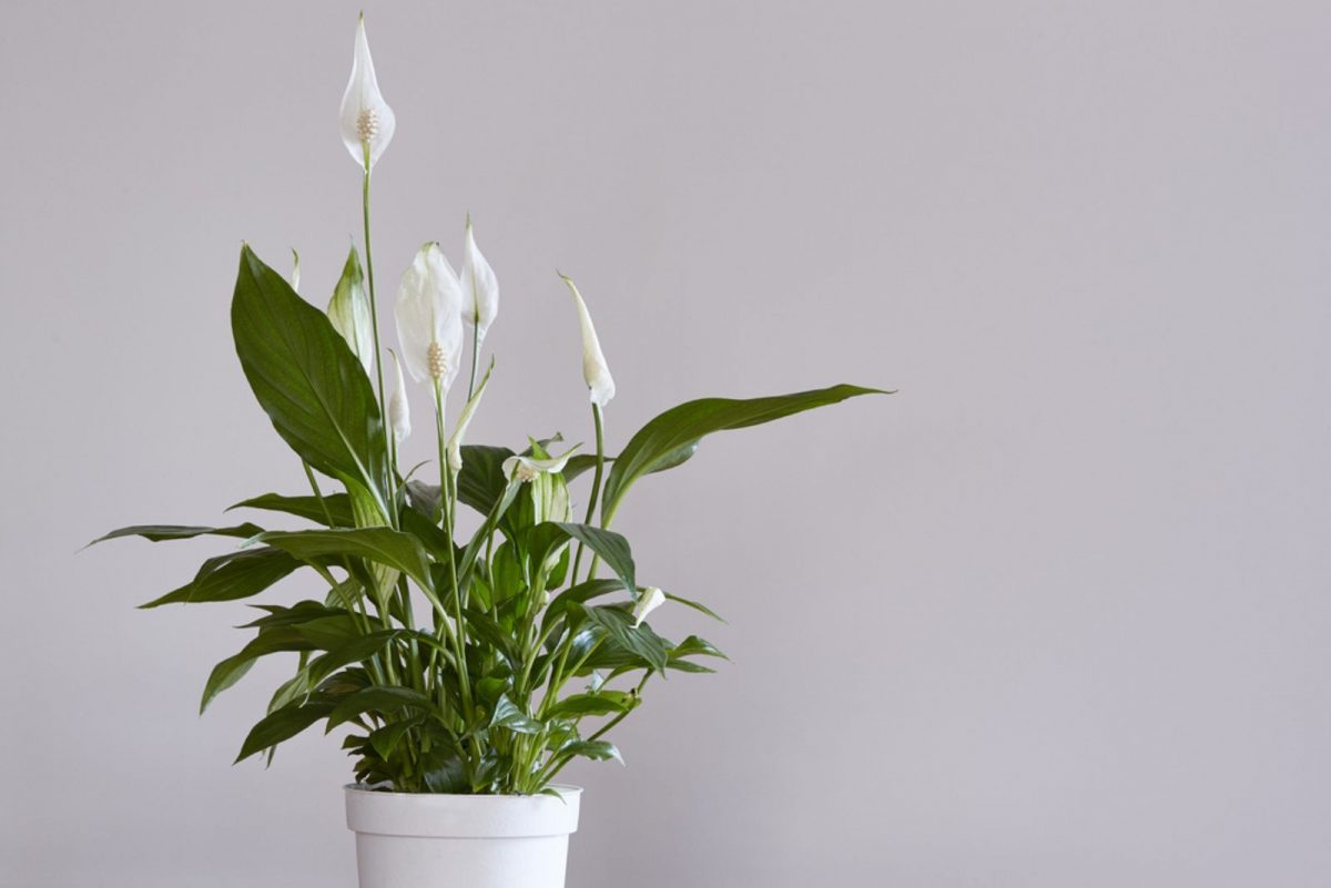 30 Stunning Peace Lily Varieties + Tips For Growing Them