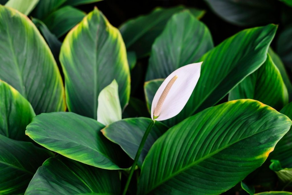 30 Stunning Peace Lily Varieties + Tips For Growing Them