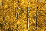 10 Mesmerizing Trees With Heart-shaped Leaves
