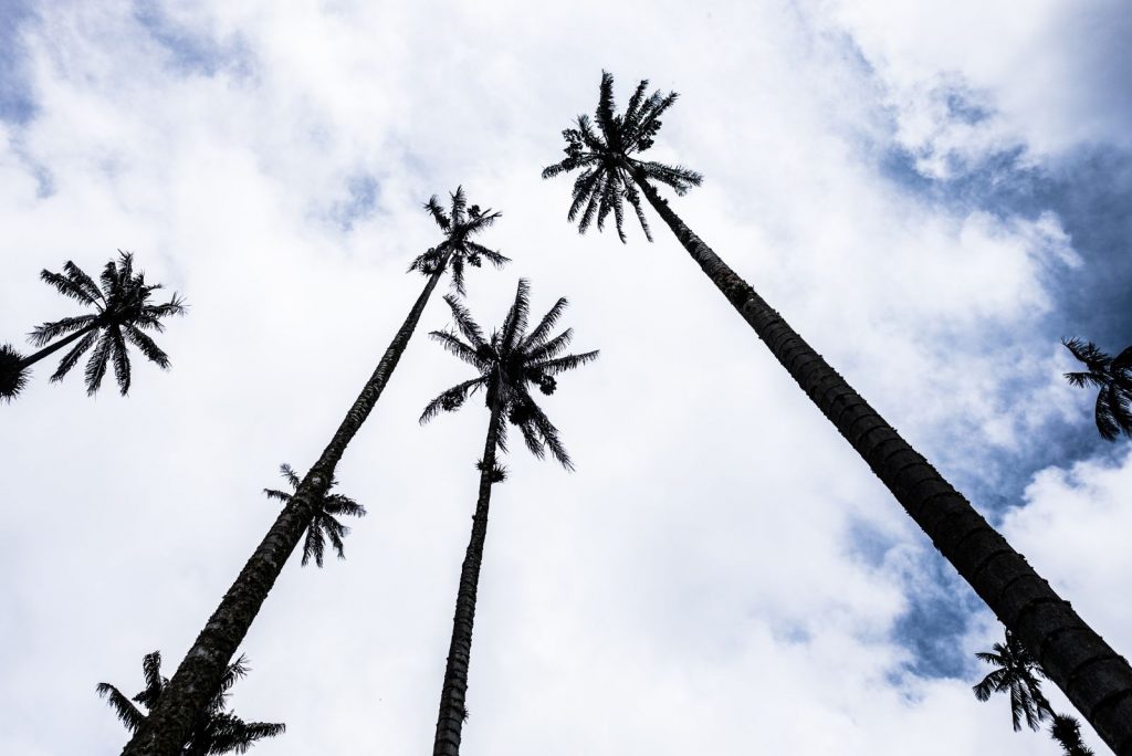 15 Unbelievable Palm Tree Facts You Probably Didn’t Know