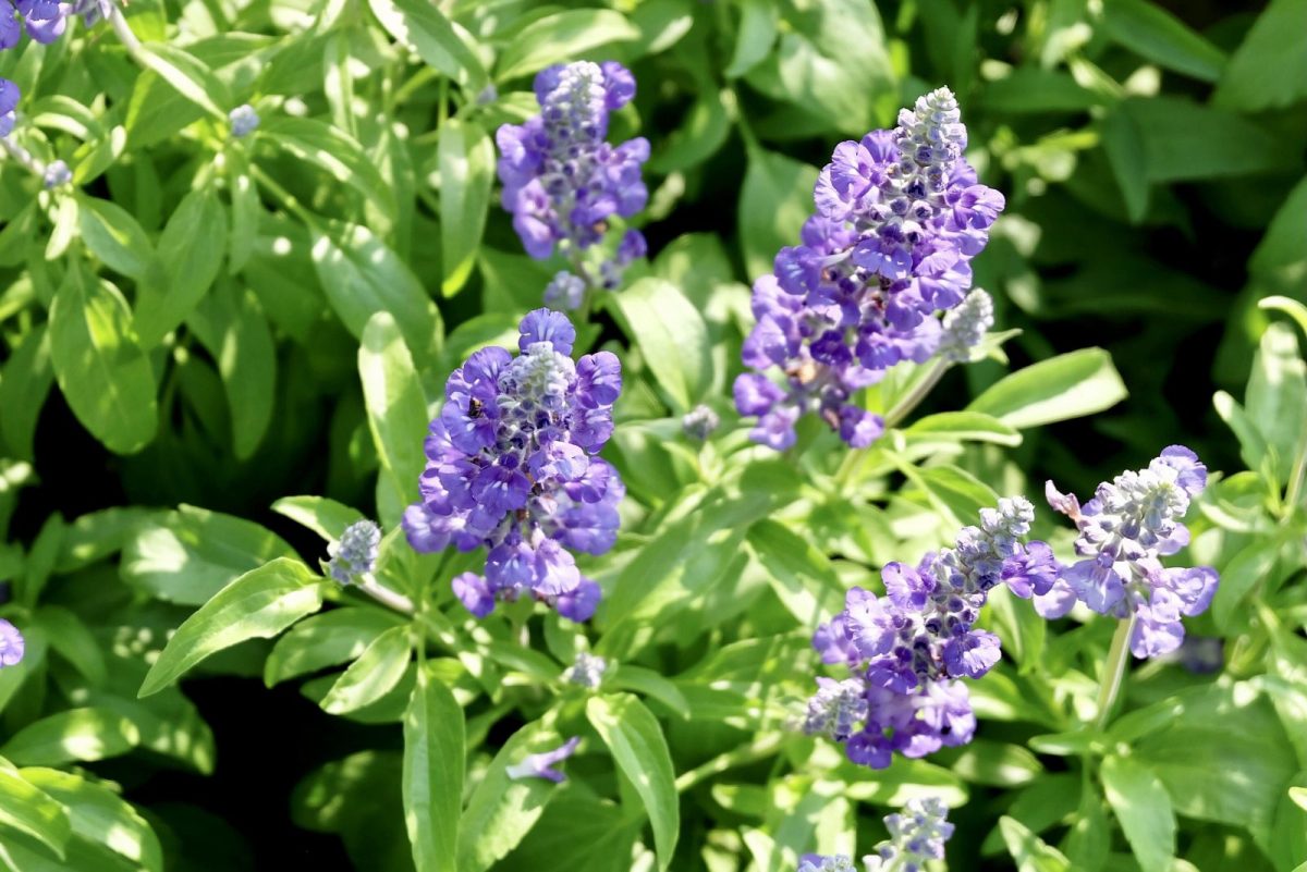 Meet 19 Spiritual Plants That Can Remove Negative Energy